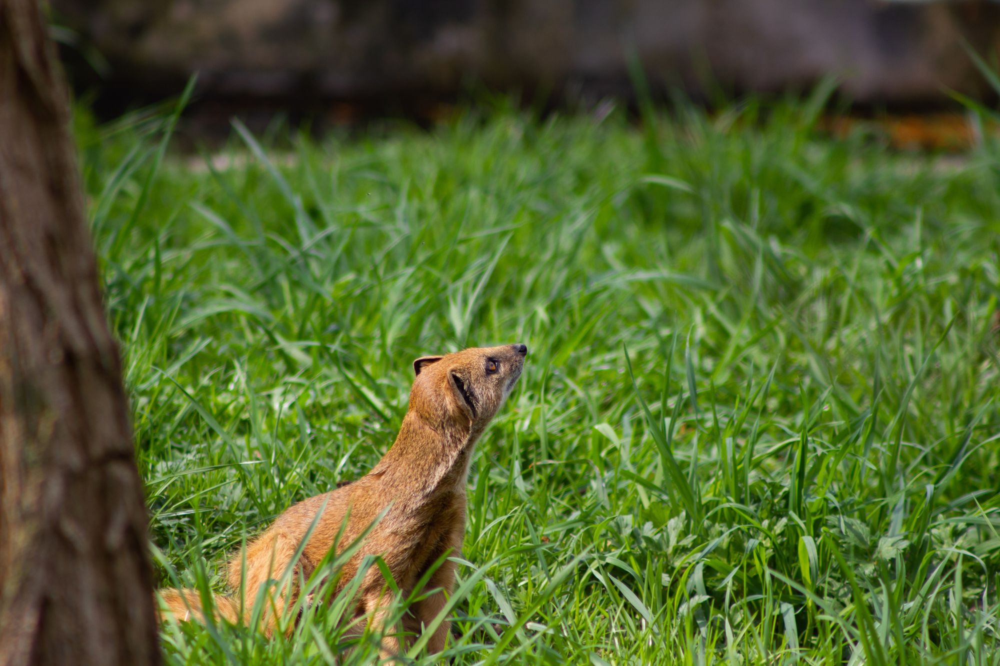 Connect MongoDB With A Node js Web Application Using Mongoose